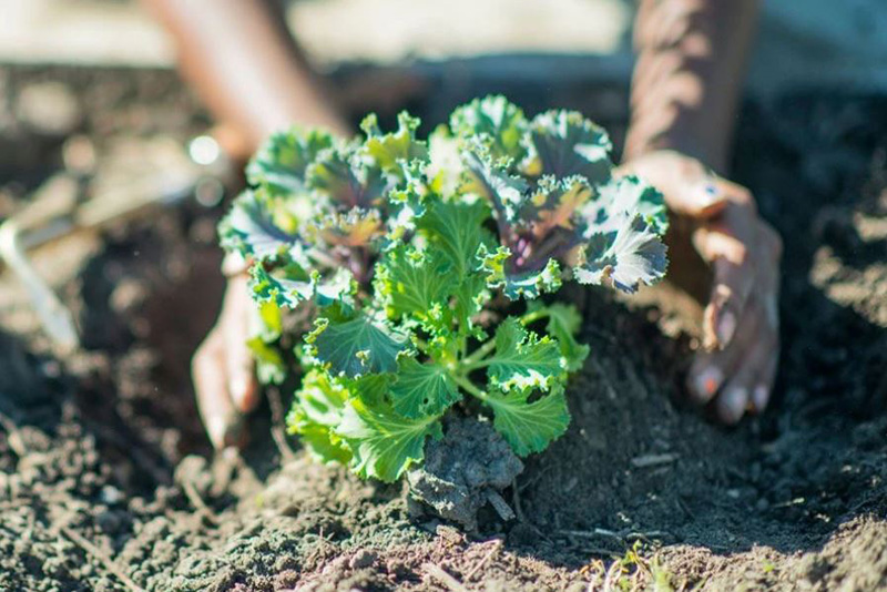 Cultiver le Chou Frisé d'Automne : Conseils & Astuces